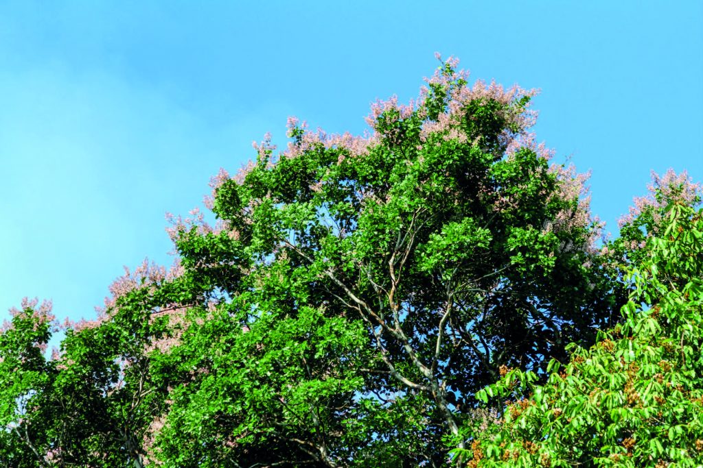 Amarante - CTBF Guyane