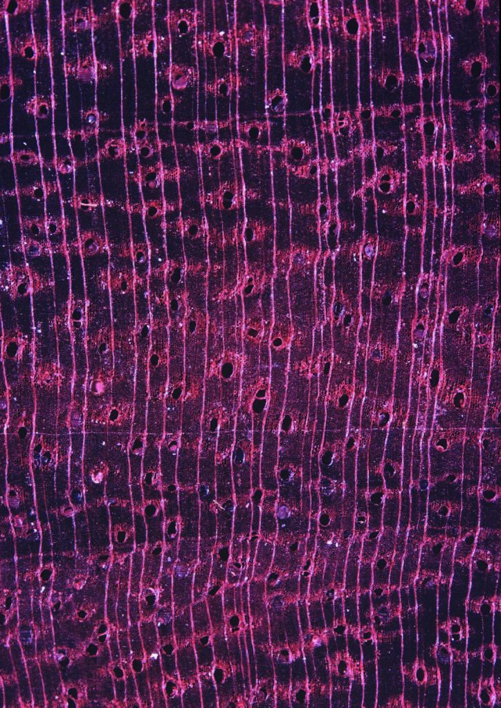 Amarante - CTBF Guyane