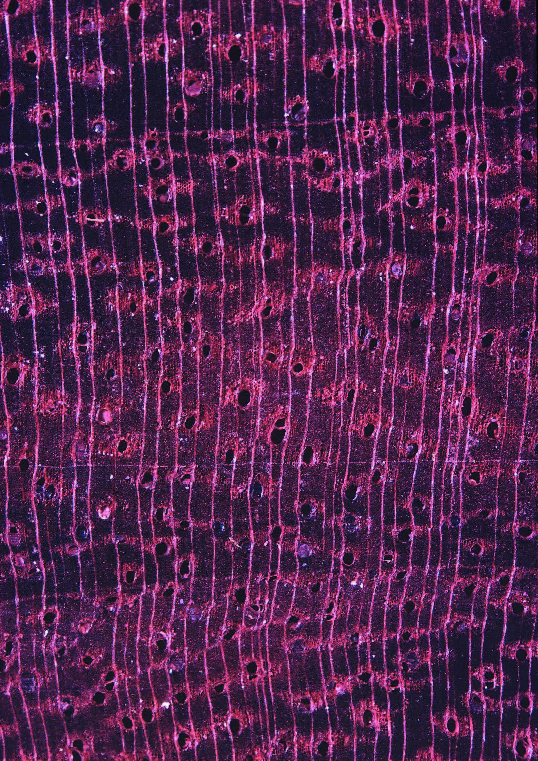 Amarante - CTBF Guyane