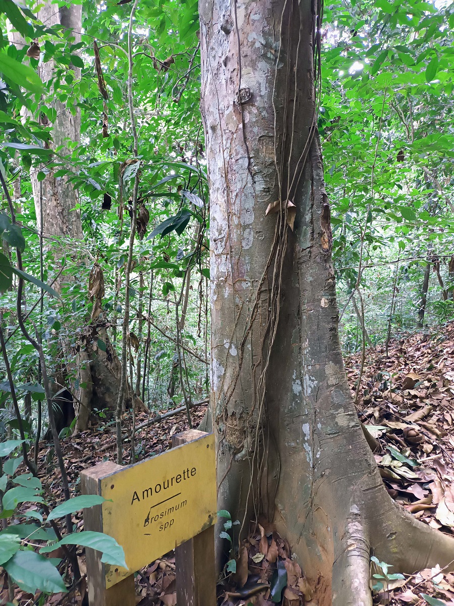 Amourette - CTBF Guyane