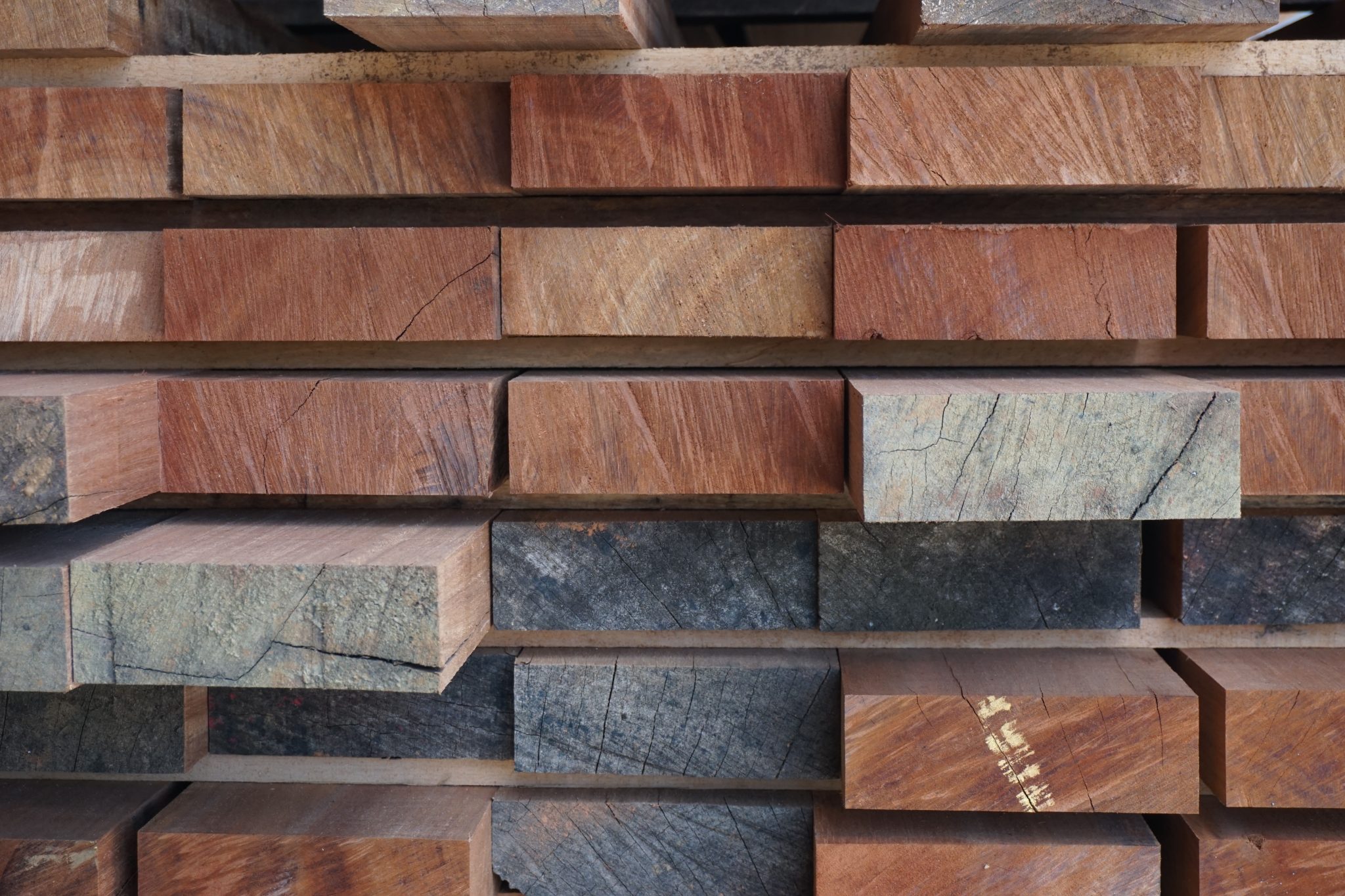 Angélique - CTBF Guyane