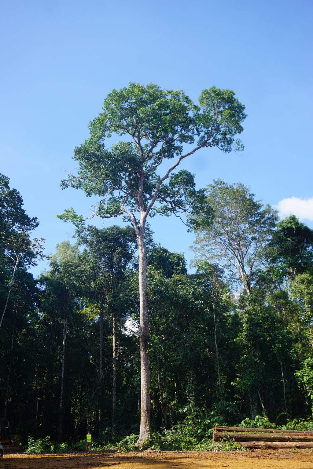 CTBF - Centre Technique des Bois et Forêts de GUYANE