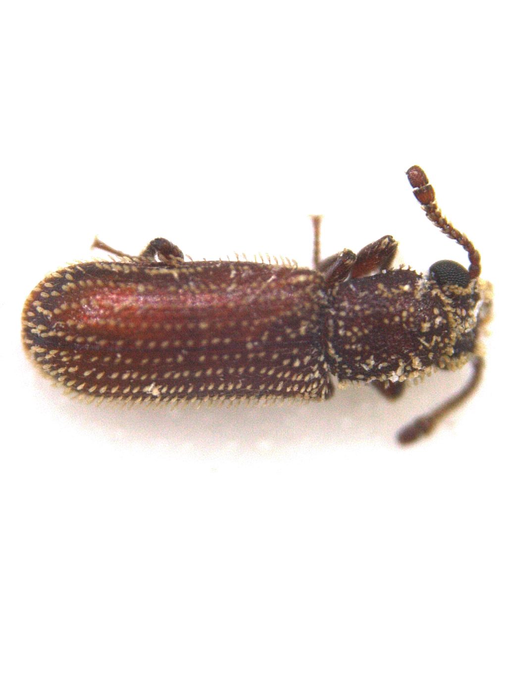 Classes des Bois - CTBF Guyane