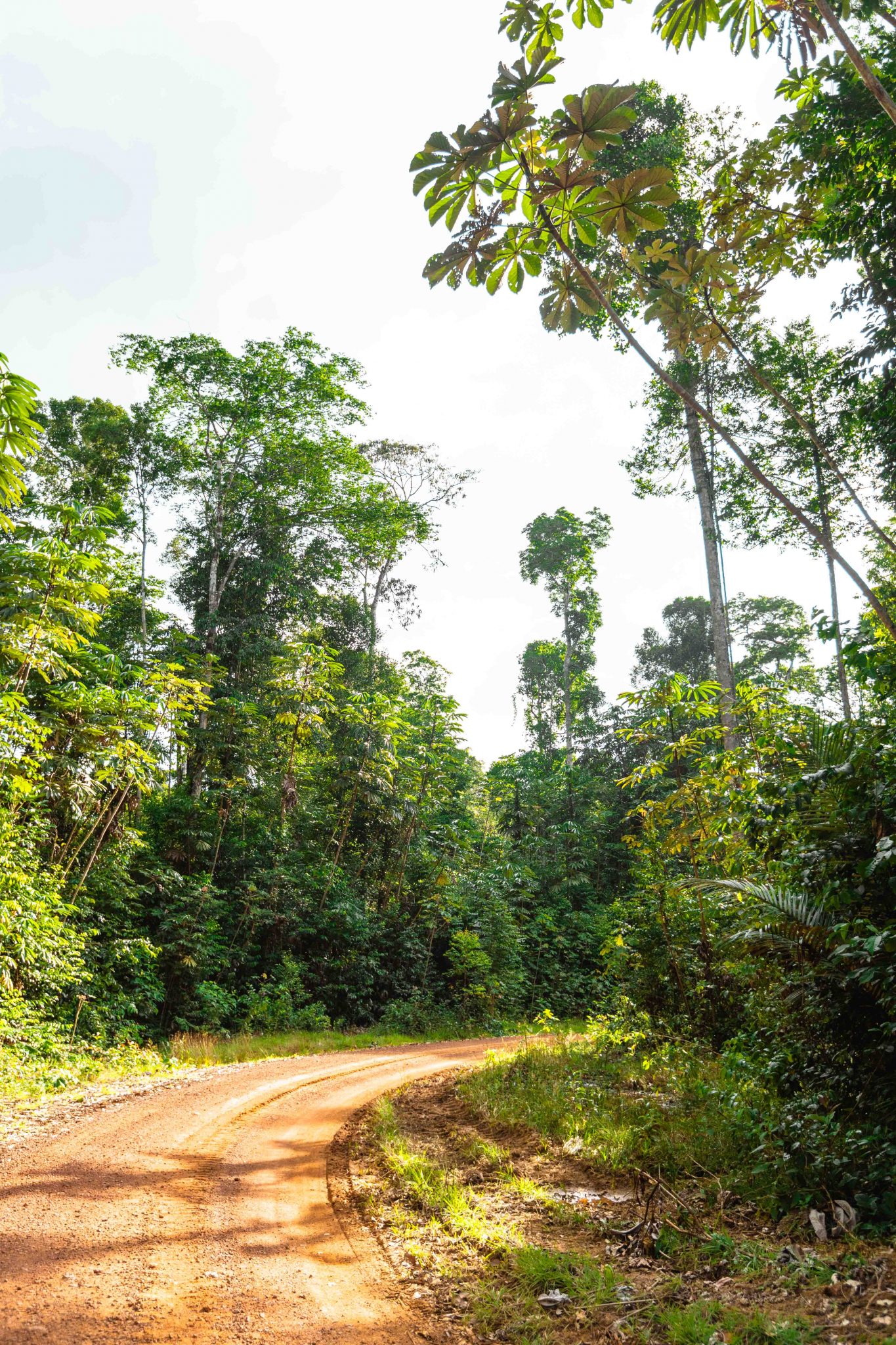 CTBF - Centre Technique des Bois et Forêts de GUYANE