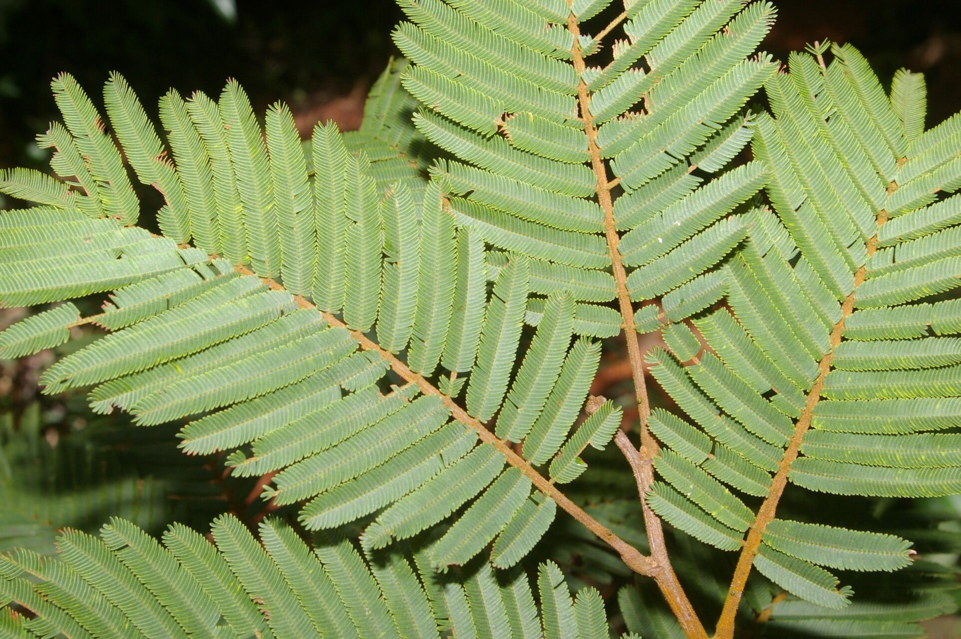 Acacia Franc - CTBF Guyane