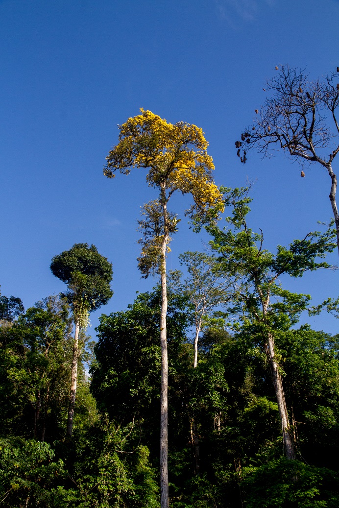 Ebène verte - CTBF Guyane