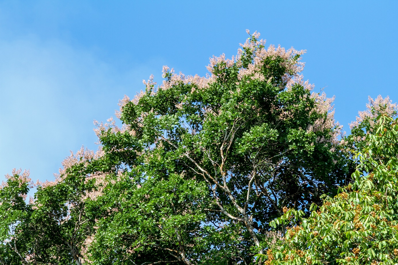 Amarante - CTBF Guyane